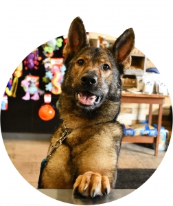 Home - NorthPoint Pets