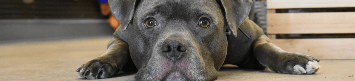 Provider Recommendations - NorthPoint Pets