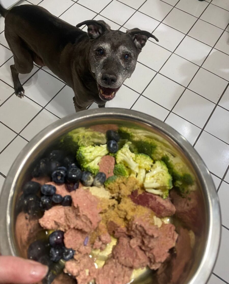 Home - NorthPoint Pets